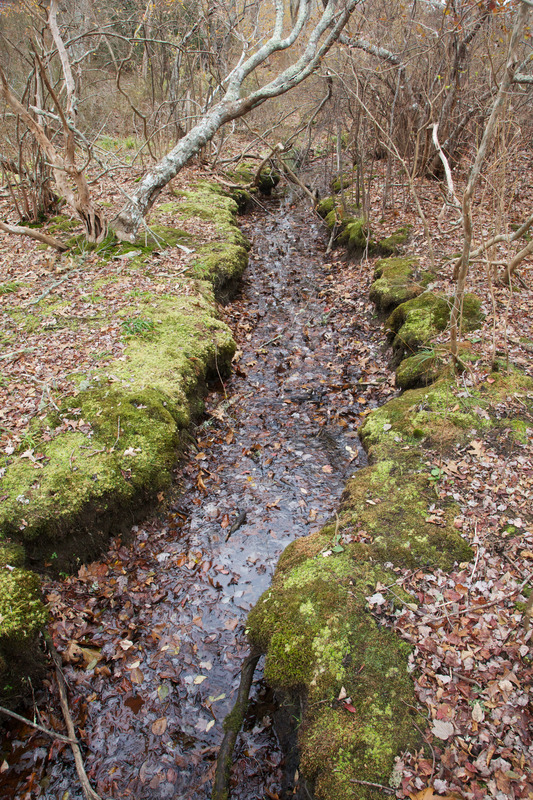 Seven Gates - Ditched Red Maple Swamp east of Southgate Field - Digital ...