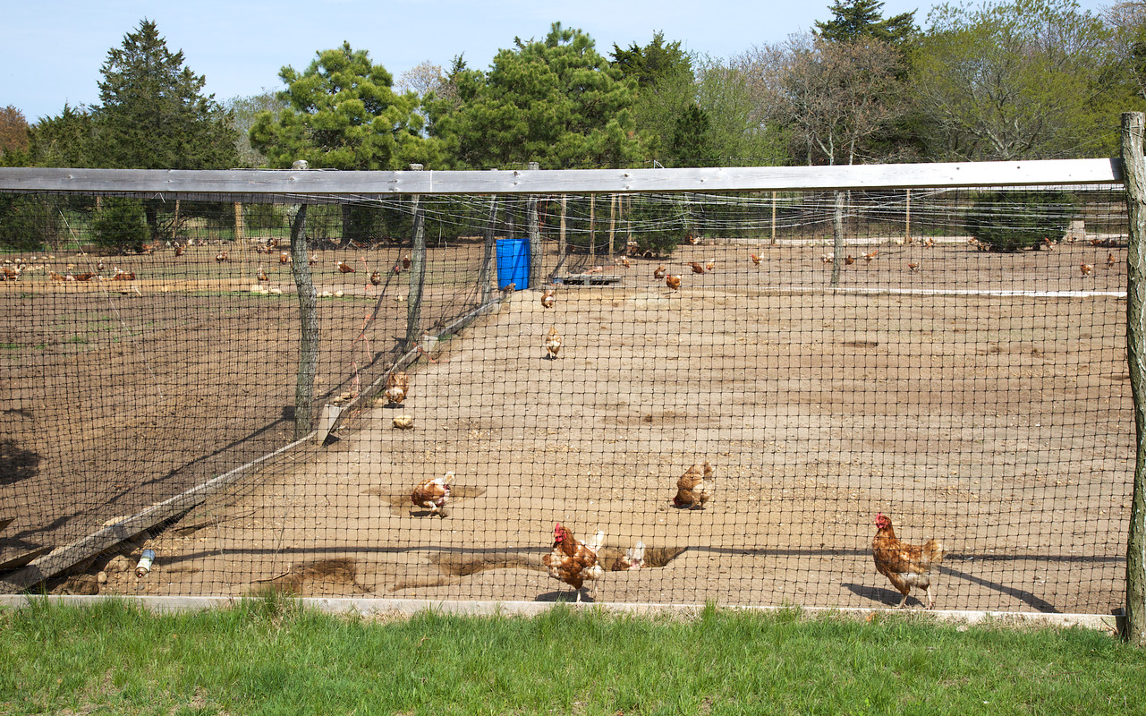 Square Field - Chicken farm at scale - Digital Commonwealth