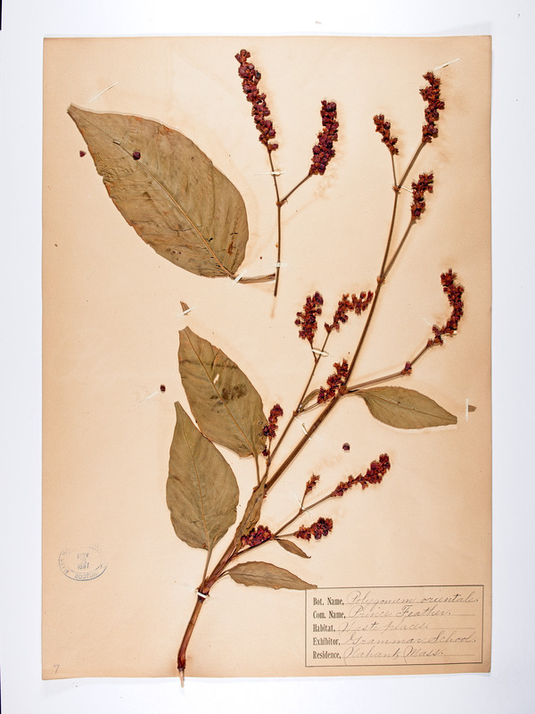Polygonum orientale, Persicaria - Digital Commonwealth