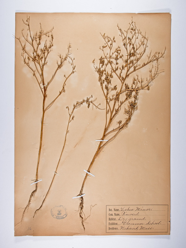 Lechea minor - Digital Commonwealth