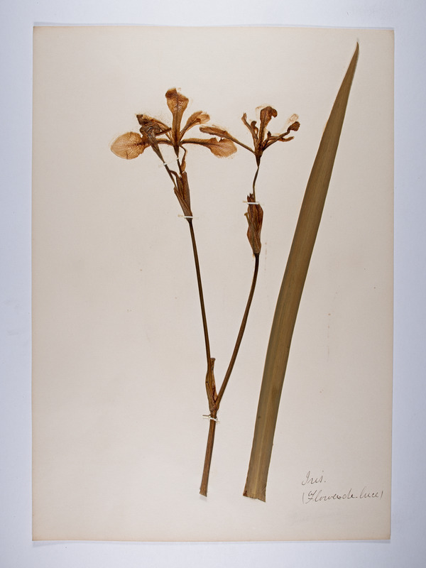 Lily, Flower-de-luce - Digital Commonwealth