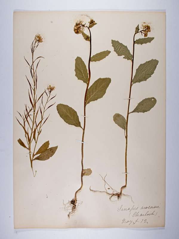 Sinapis arvensis - Digital Commonwealth