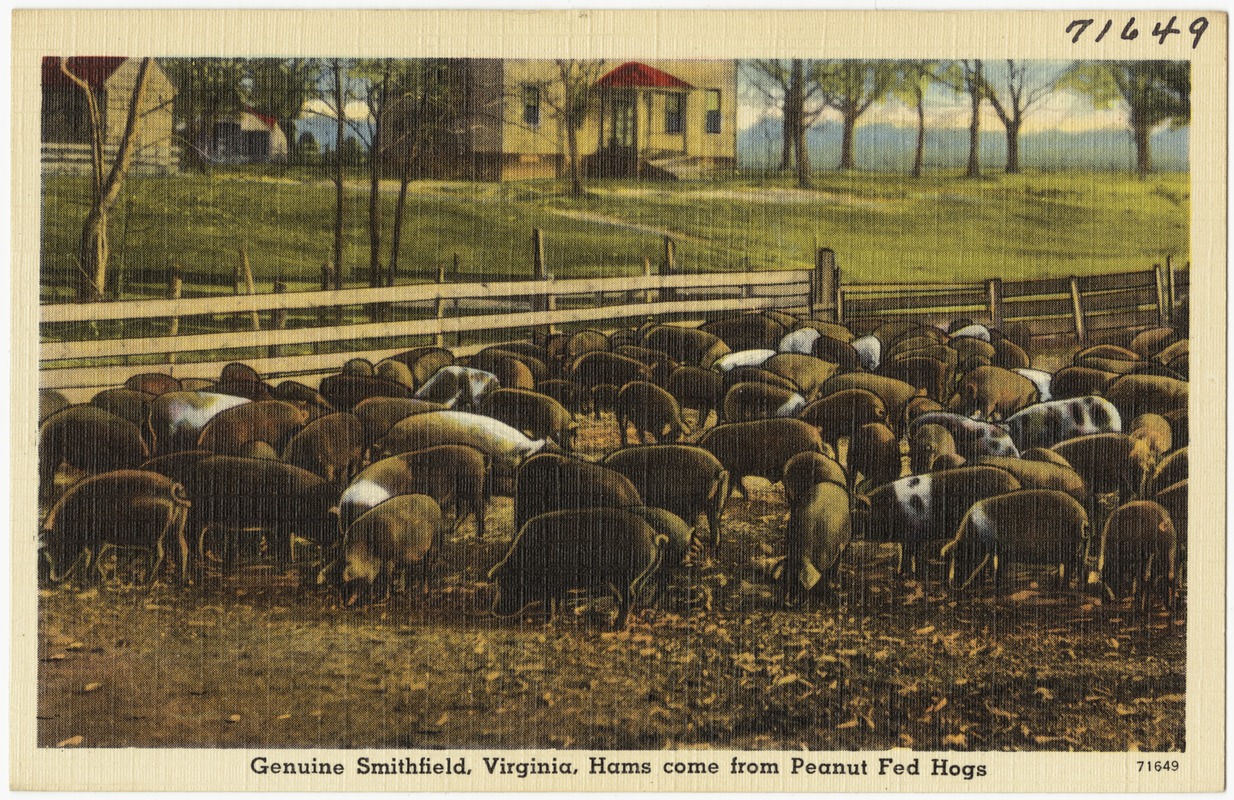 Genuine Smithfield, Virginia, hams come from peanut fed hogs - Digital ...