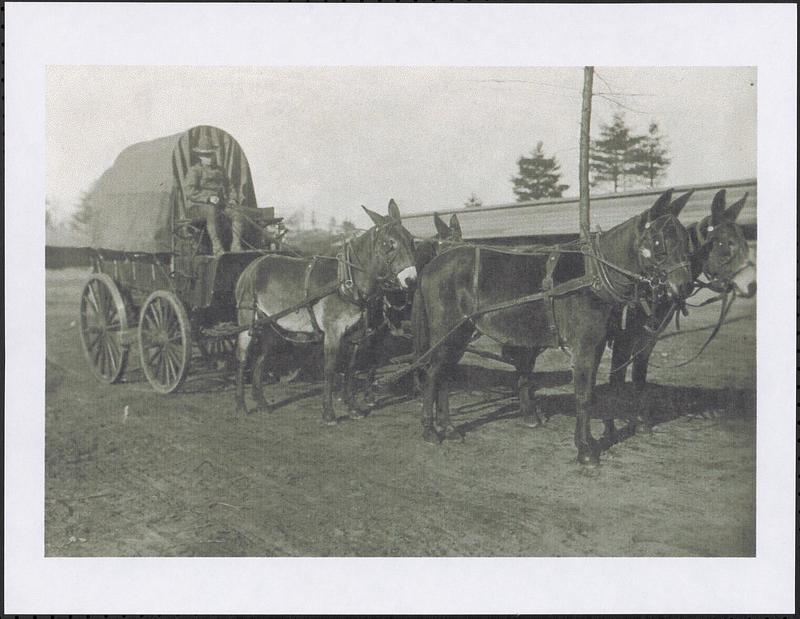 Edward Allis driving a covered wagon with a team of four mules ...
