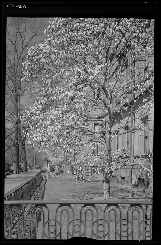 Magnolia blossoms on Commonwealth Avenue, Boston - Digital Commonwealth