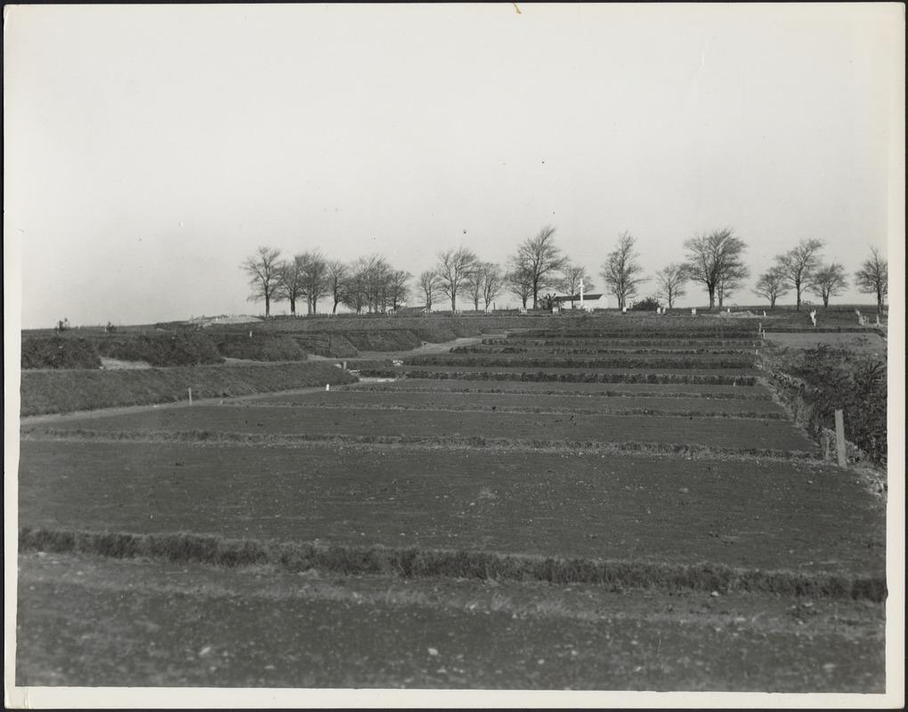 City of Boston. Institutions Long Island. Construction of new cemetery ...