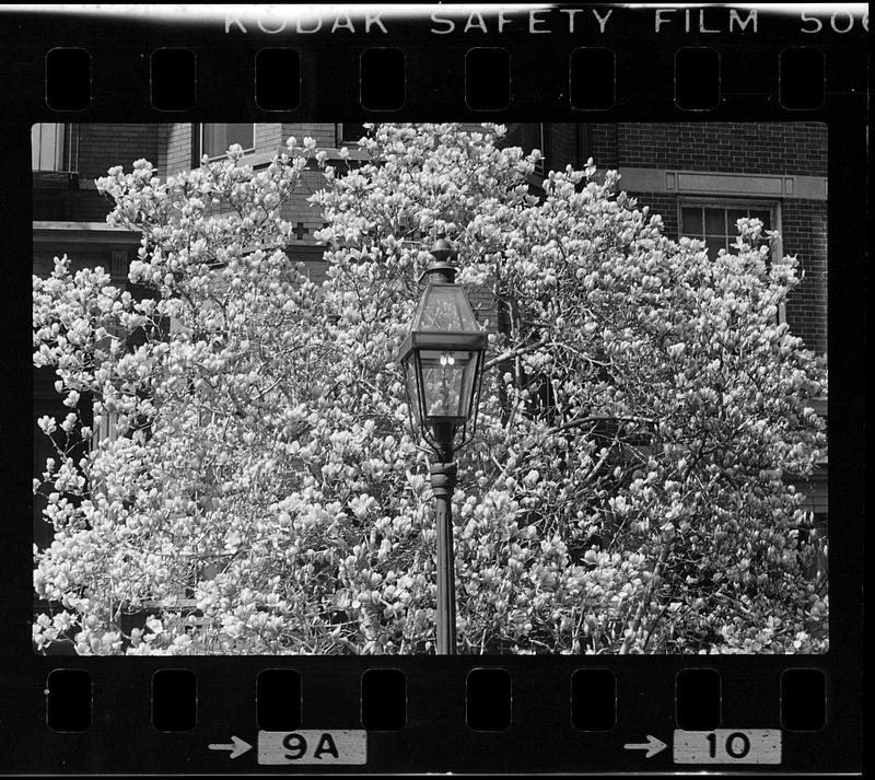 Blossoming magnolia and gas streetlight, Marlborough Street, Boston ...