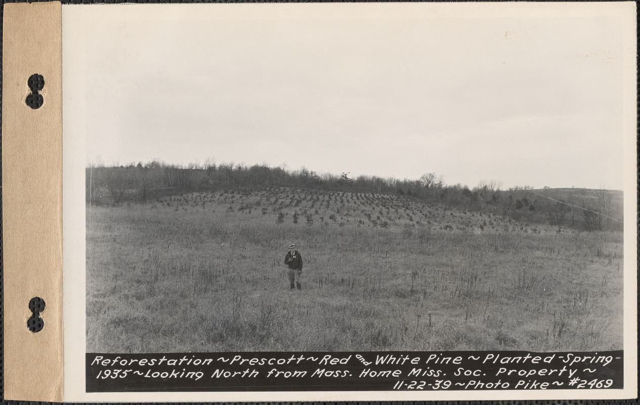 Reforestation, red and white pine, planted spring 1935, looking north ...