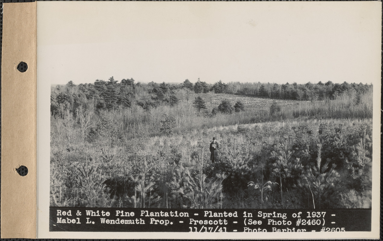 Red and white pine plantation, planted in spring of 1937, Mabel L ...