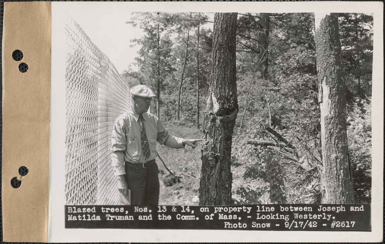 Blazed trees #13 and #14 on property line between Joseph and Matilda ...
