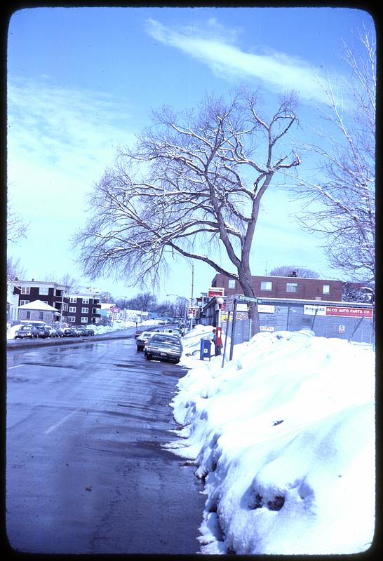 Snowbank and snow covered trees, Northbourne Road, Forest Hills ...