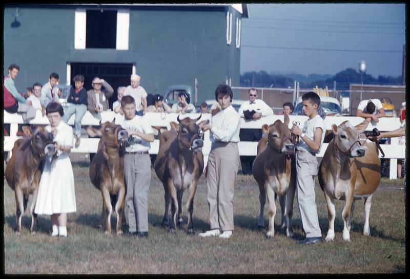 Cow 4H - Digital Commonwealth