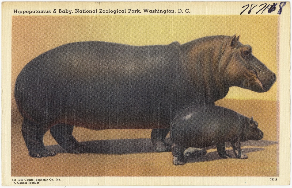 Hippopotamus & baby, National Zoological Park, Washington, D. C ...