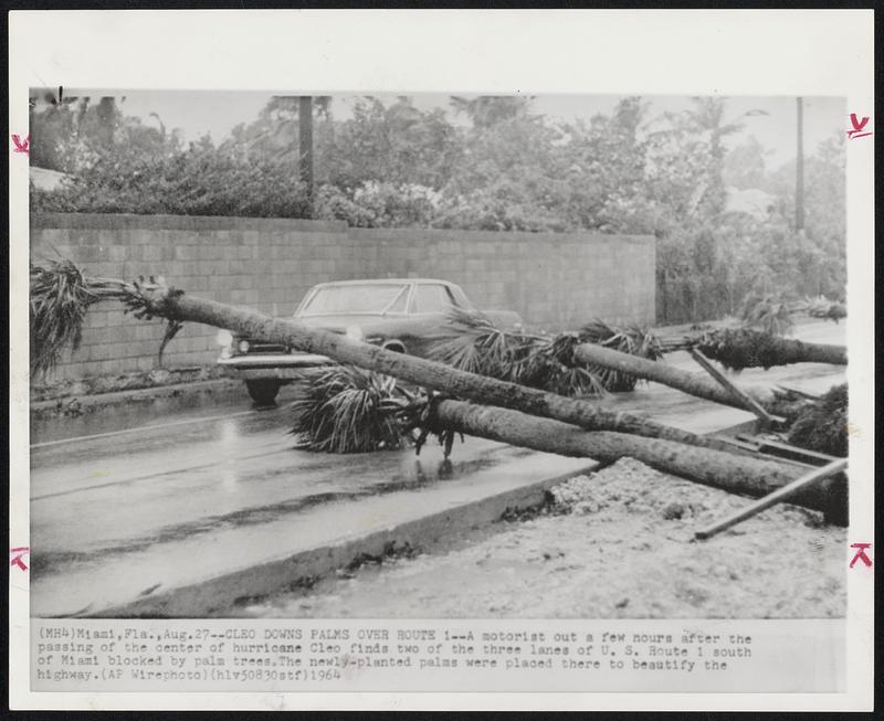 Cleo Downs Palms over Route 1-- A motorist out a few hours after the ...