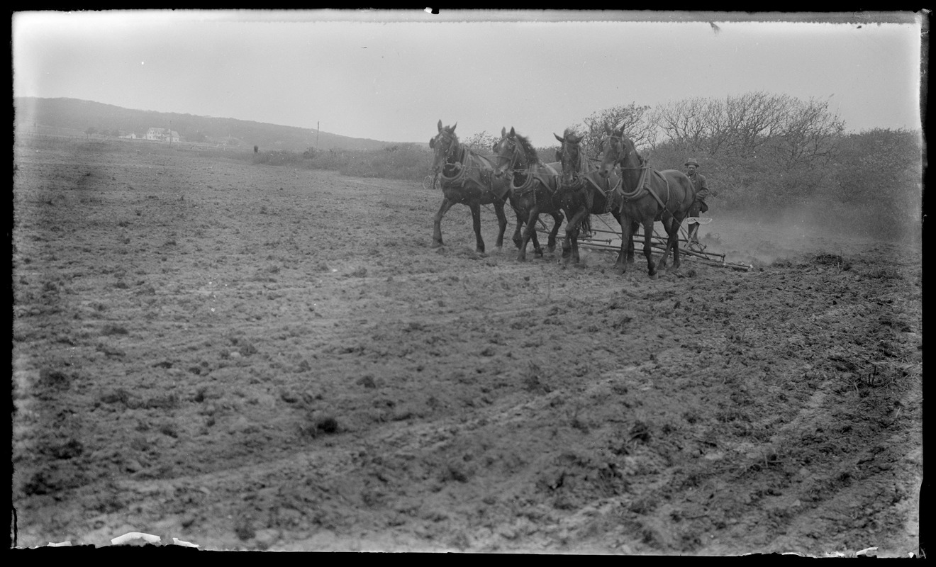 4 horse team harrowing the field. 7 Gates, MLW - Digital Commonwealth