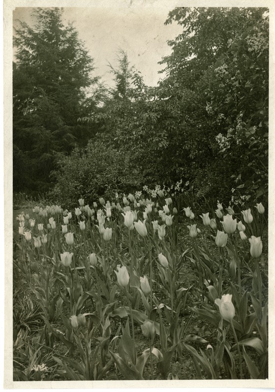 Tulips at Thayer Estate Gardens - Digital Commonwealth