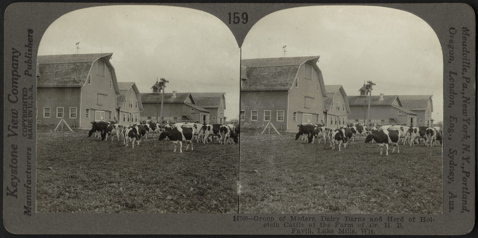 Holstein cattle and modern dairy barns, Wisconsin - Digital Commonwealth