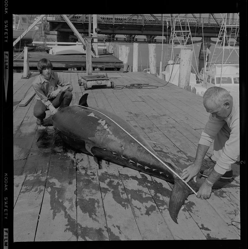 Record tuna fish weighing 881 lbs - Digital Commonwealth