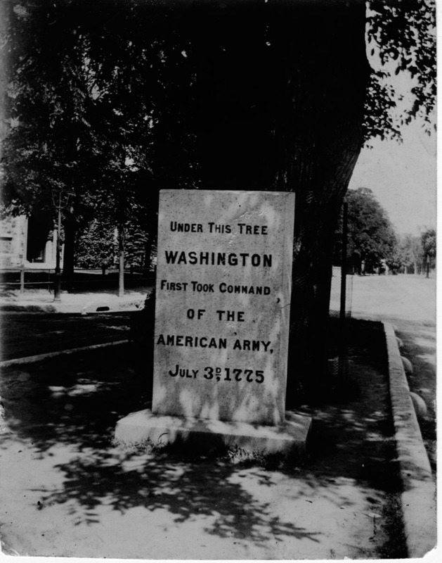Washington Tree - Digital Commonwealth