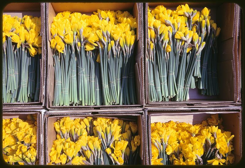 Yellow flowers in boxes - Digital Commonwealth