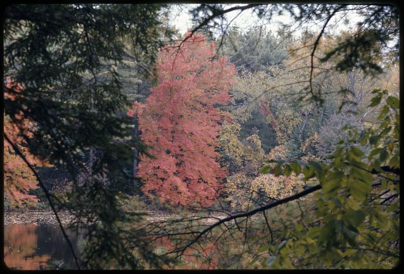 Fall foliage, Old Sturbridge Village, Sturbridge, Massachusetts ...
