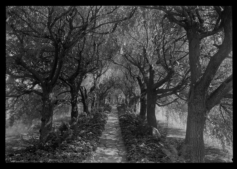 Willow allee at Mrs. W. H. Moore's - Digital Commonwealth