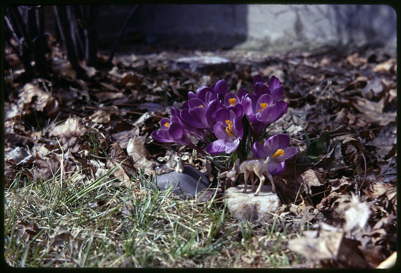 Crocuses, figurines of deer rocks in foreground - Digital Commonwealth