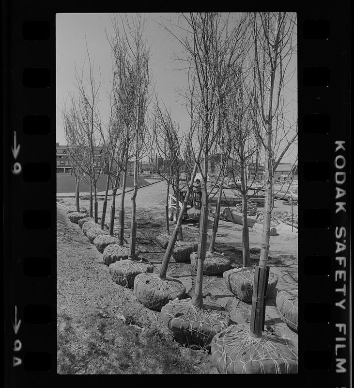 Rows of unplanted trees - Digital Commonwealth