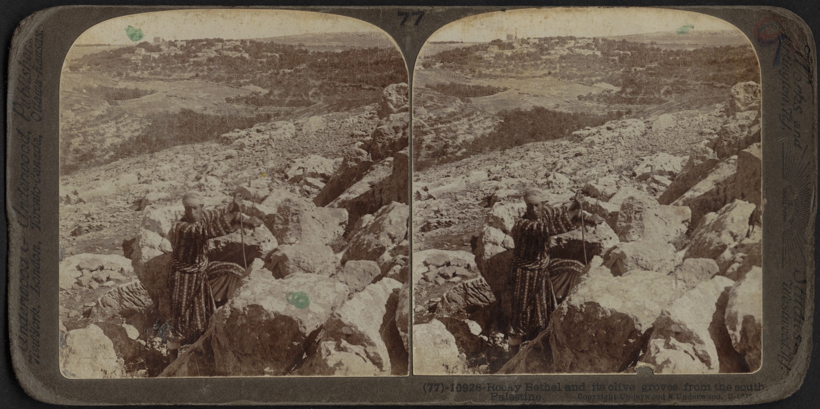 Rocky Bethel and Olive Groves, Palestine - Digital Commonwealth