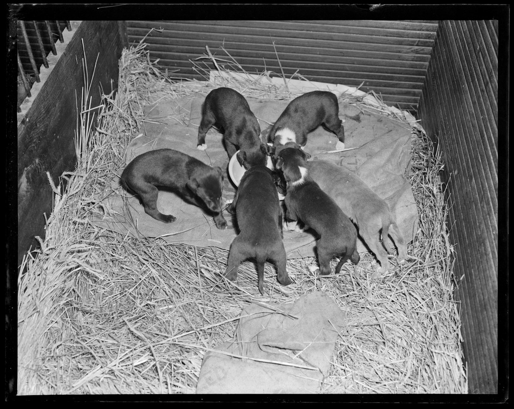 A Litter Of Puppies Digital Commonwealth a-litter-of-puppies-digital-commonwealth