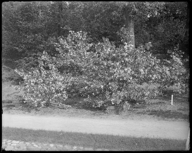 Malus floribunda or Malus coronaria (Pyrus floribunda, P. coronania ...