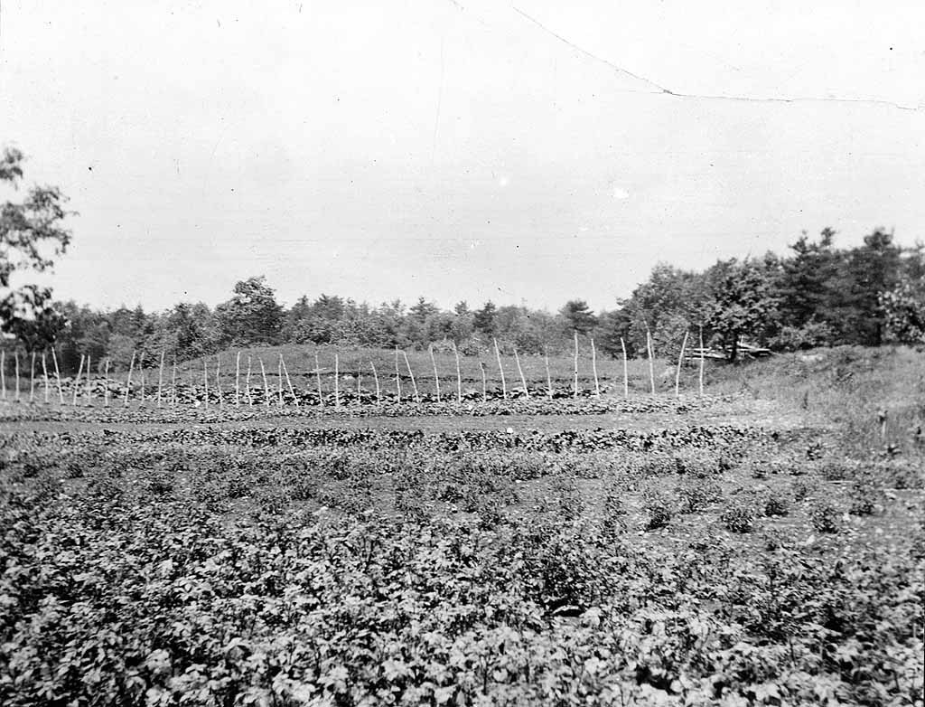 Lewis Farm - Andover, R. Lewis, Class '25 - Digital Commonwealth