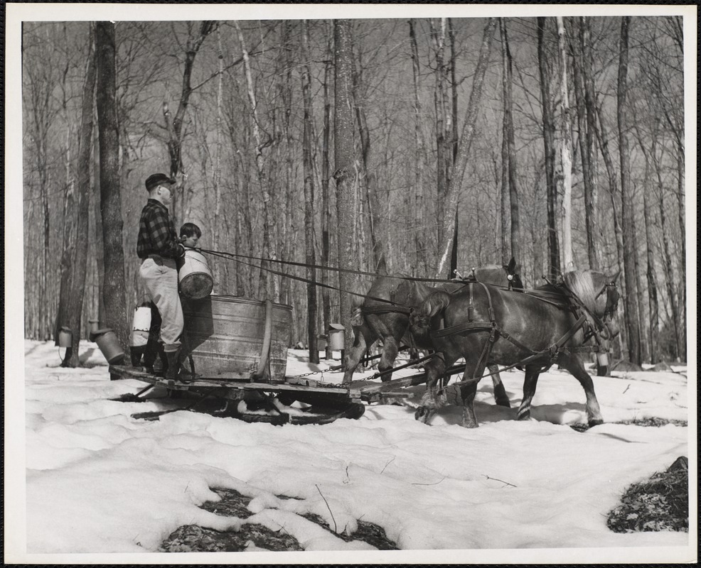 Vermont maple sugaring - Digital Commonwealth