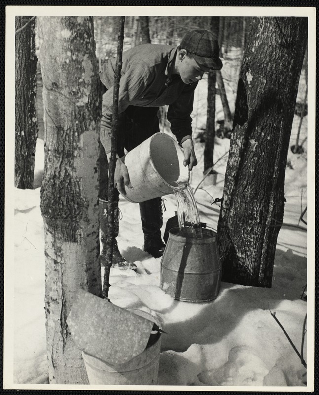 Gathering maple sap - VT. - Digital Commonwealth