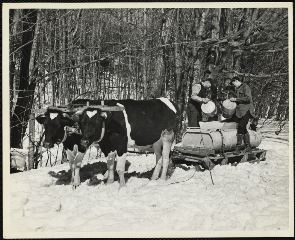 Pouring maple sap - Vt - Digital Commonwealth