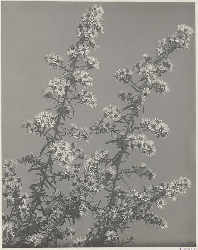 246. Aster multiflorus, many-flowered aster - Digital Commonwealth