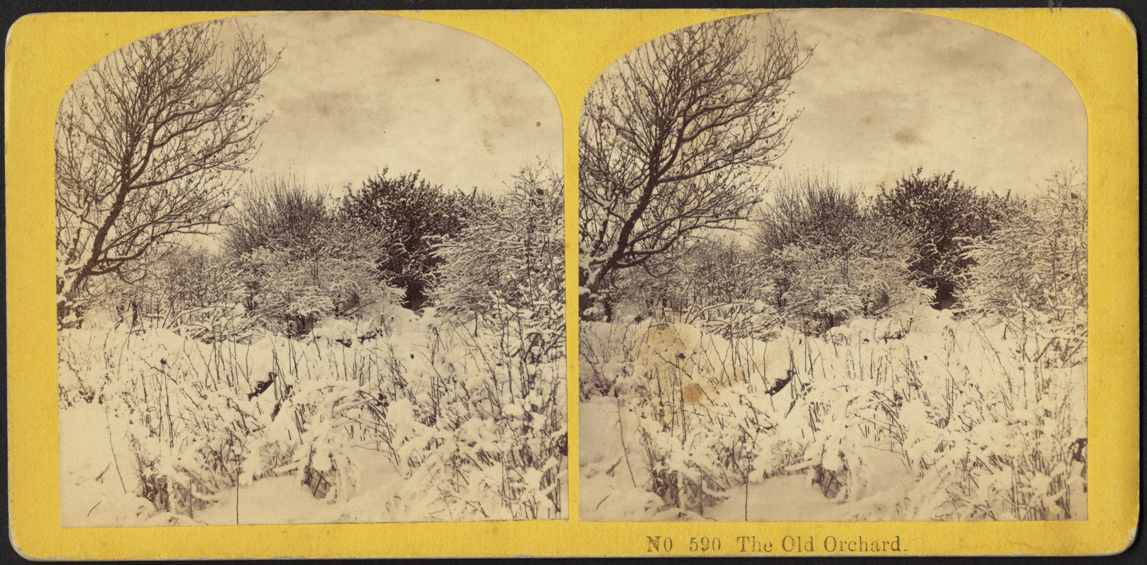 The old orchard - Digital Commonwealth