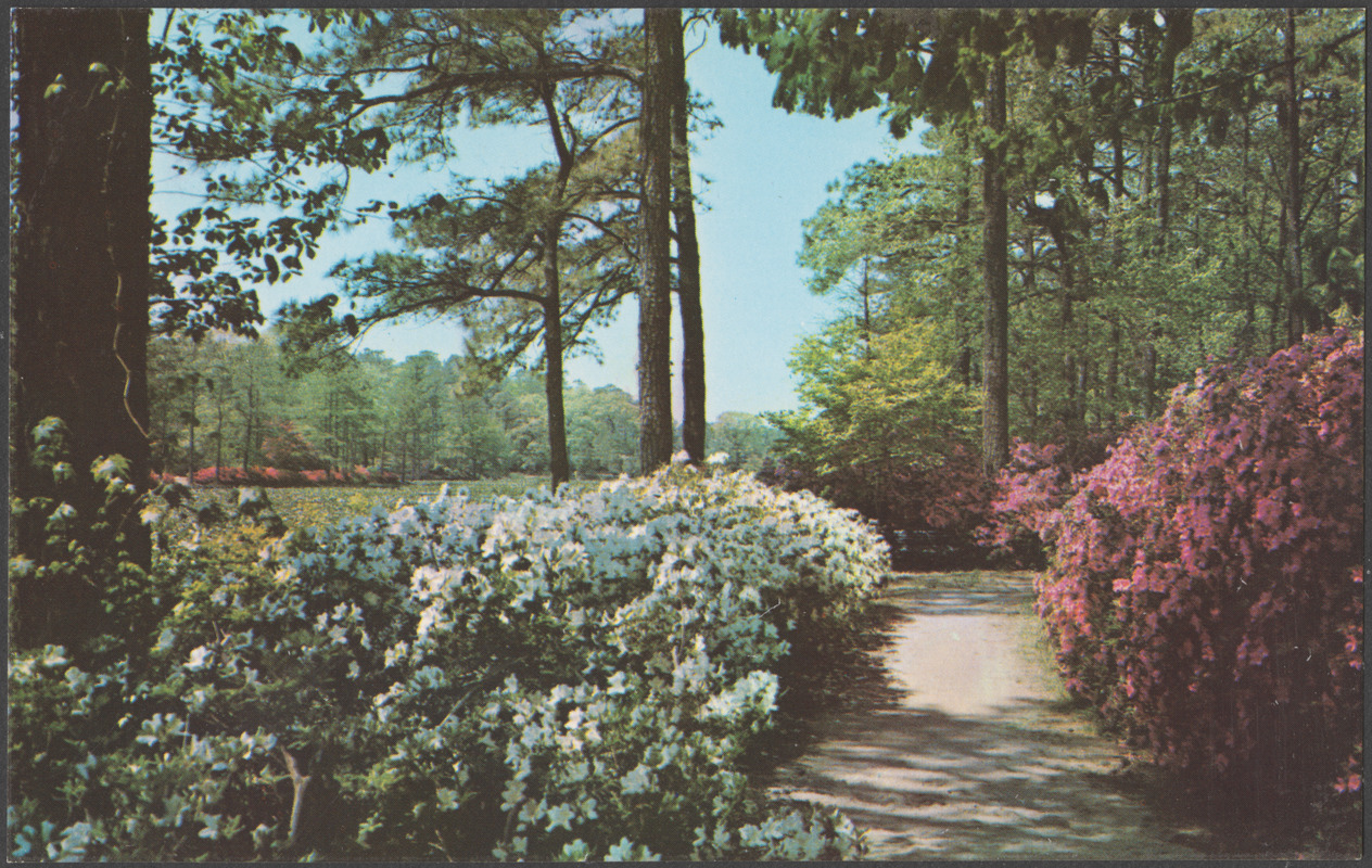 The botanical gardens, Norfolk, Virginia - Digital Commonwealth