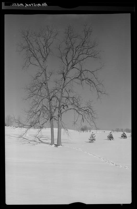 Tree, Hamilton - Digital Commonwealth