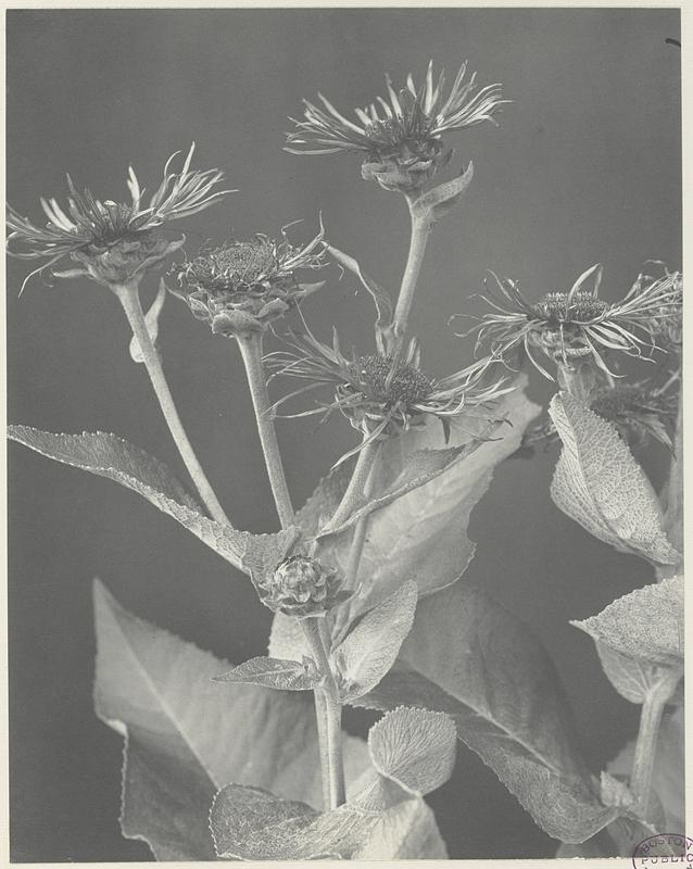 264. Inula helenium, elecampane - Digital Commonwealth