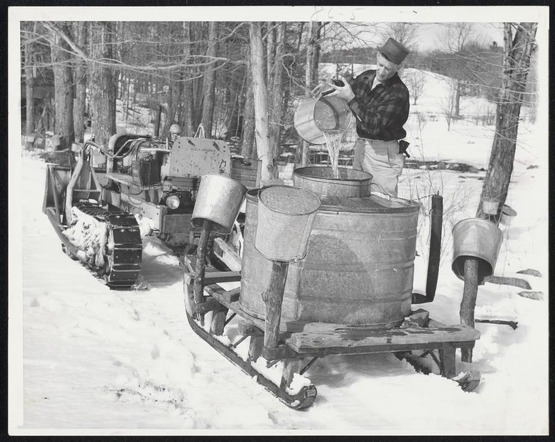 Maple Harvest-Charles Bosse empties bucket of sweet maple sap into vat ...