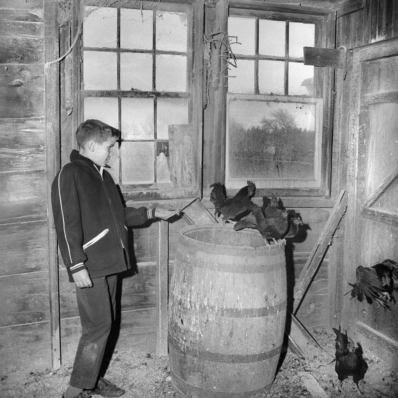 4H Farm, 182 Thompson Street, East Middleboro - Digital Commonwealth