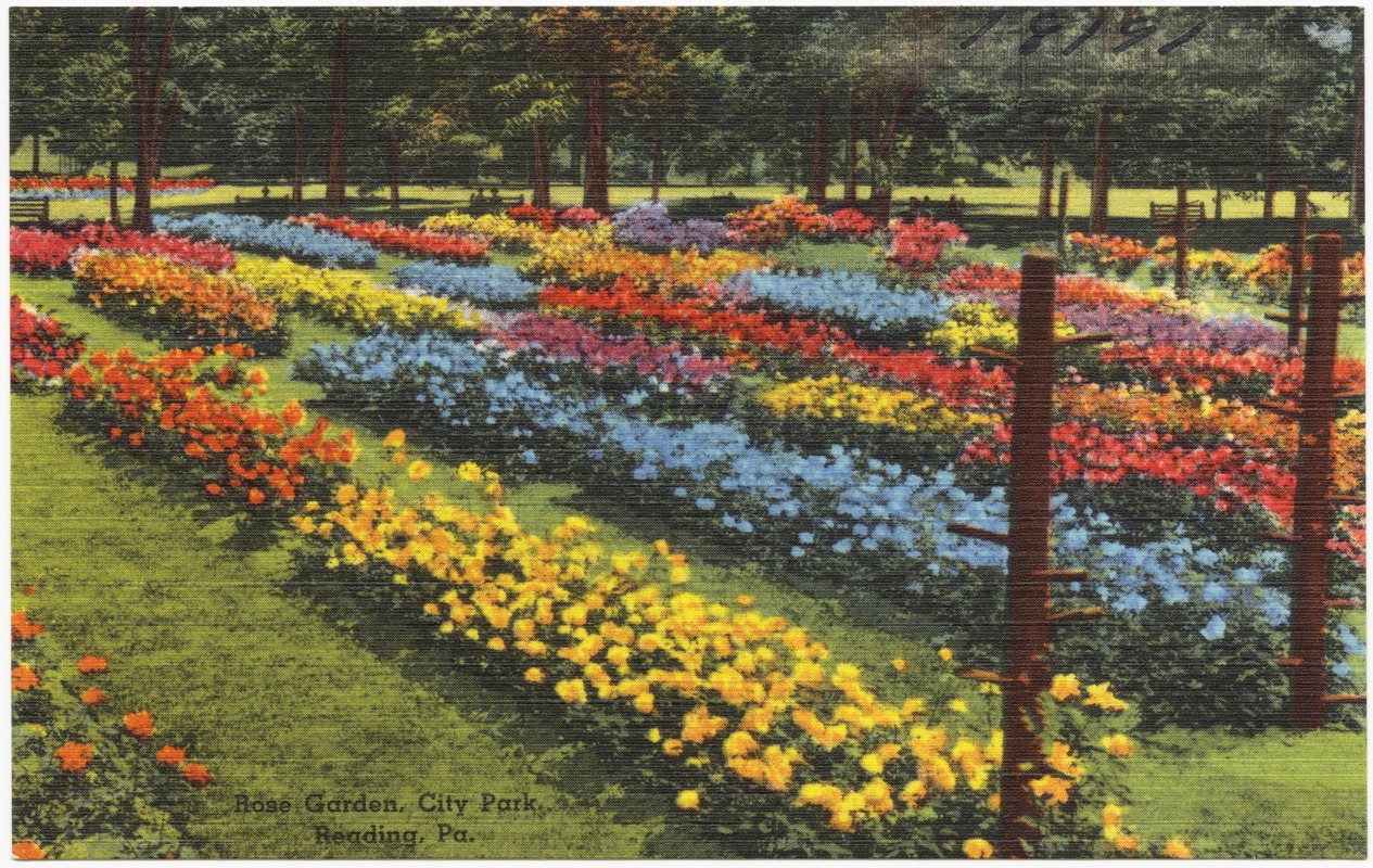 Rose garden, City Park, Reading, Pa. - Digital Commonwealth