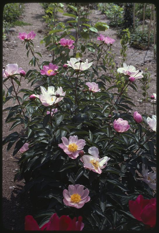 Peony garden, Arbor. - Digital Commonwealth
