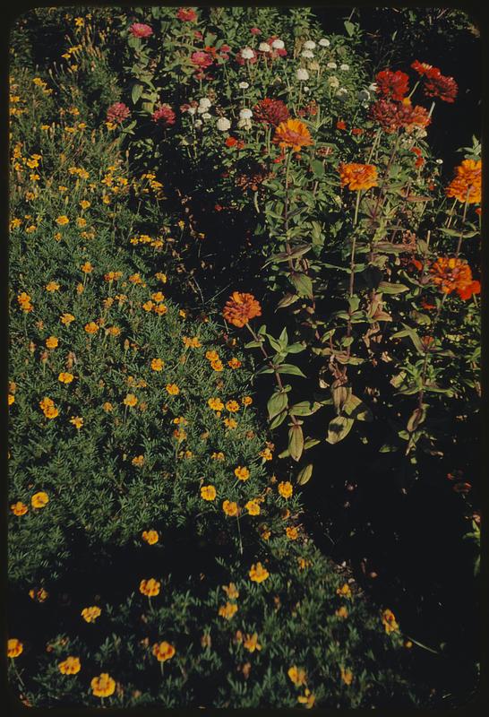 Flowers, Powder House Square - Digital Commonwealth