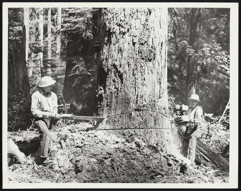 Lumber. Washington State. - Digital Commonwealth