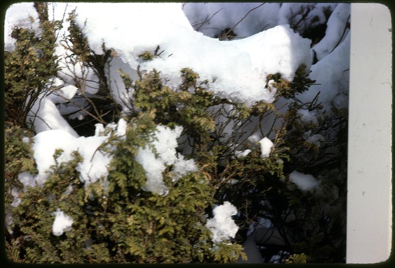 Snow on greenery - Digital Commonwealth