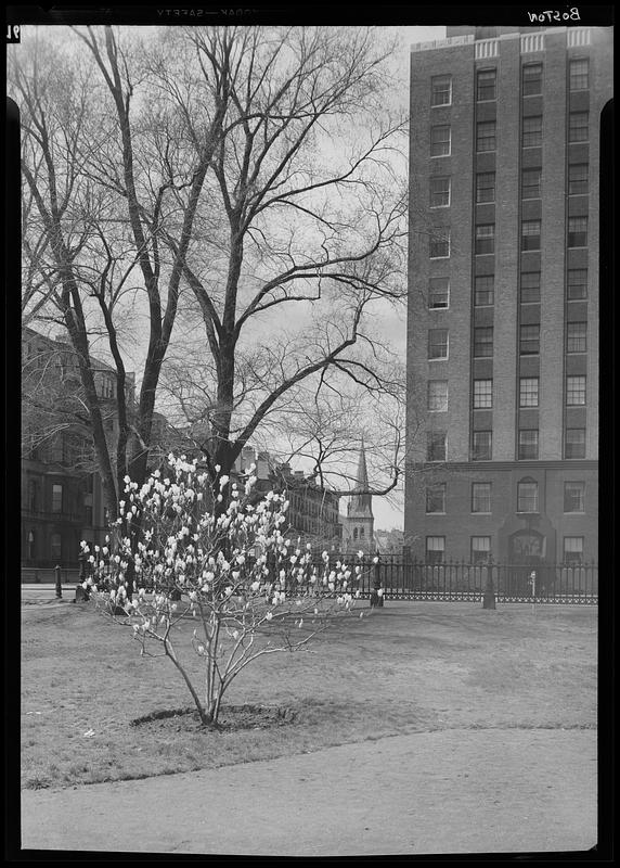 Boston Public Garden in spring - Digital Commonwealth
