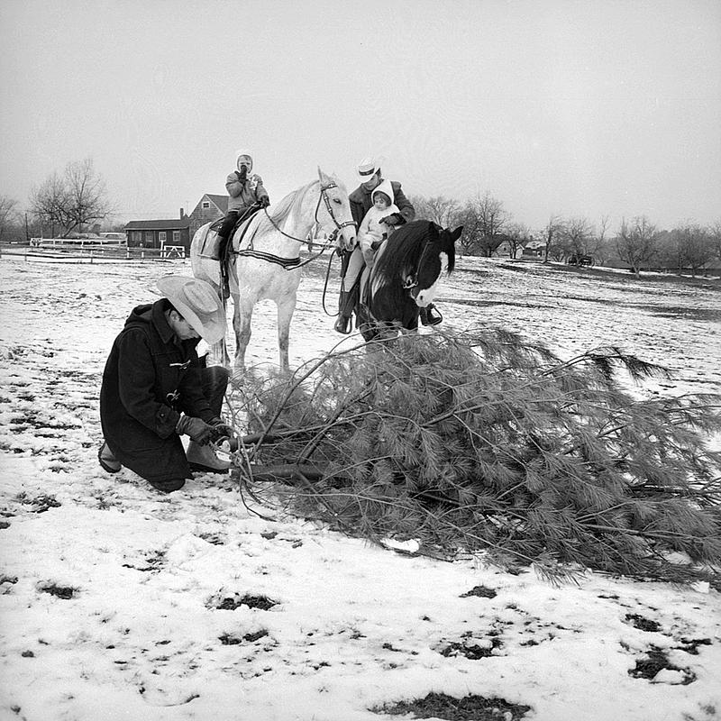 Moving Christmas trees - Digital Commonwealth