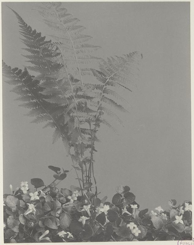 144. Mitchella repens, partridge berry - Digital Commonwealth